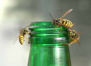 Wasp repelent: How anoying wasps can be and why?